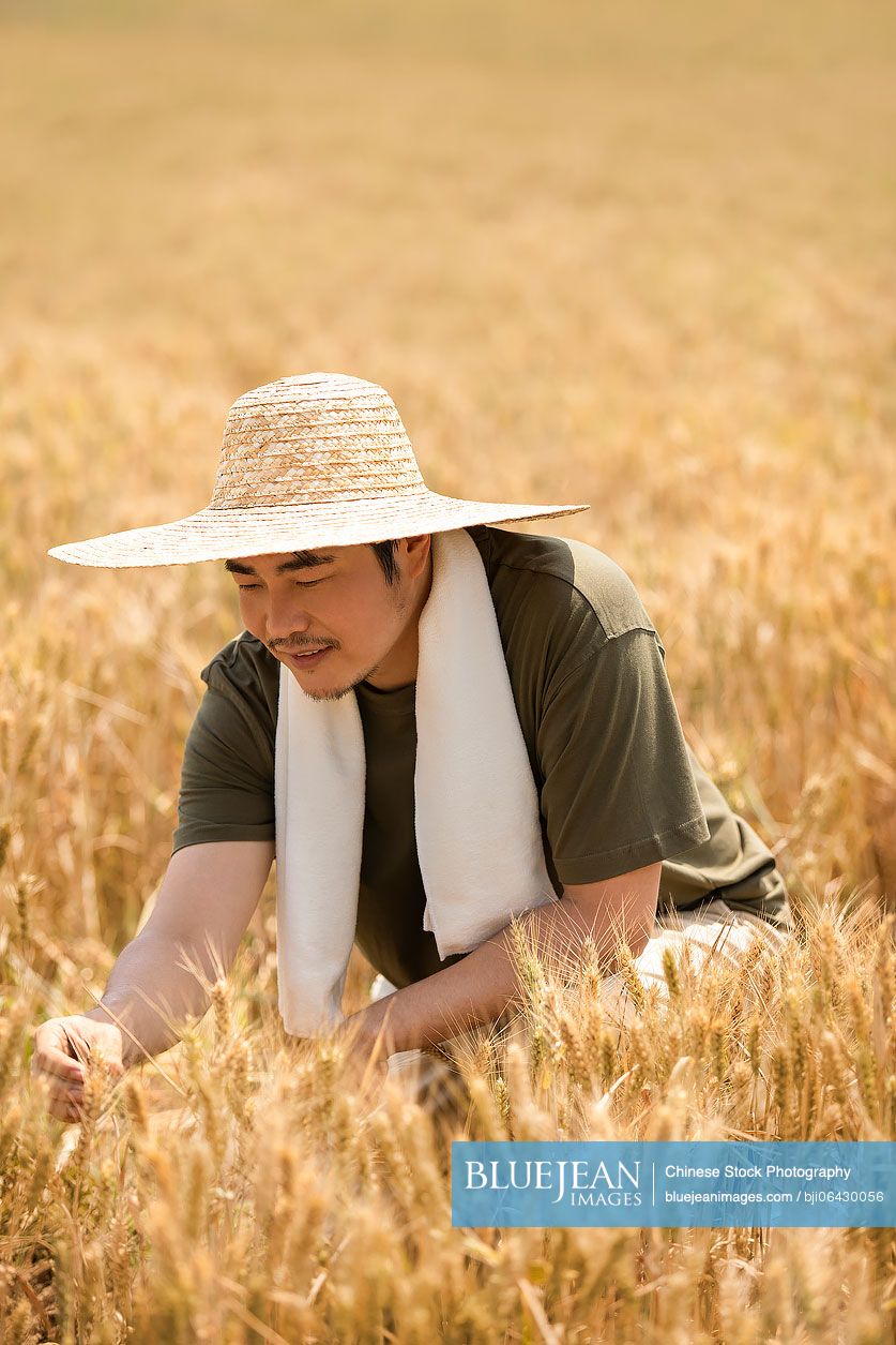Chinese farmer working in wheat field-High-res stock photo for download