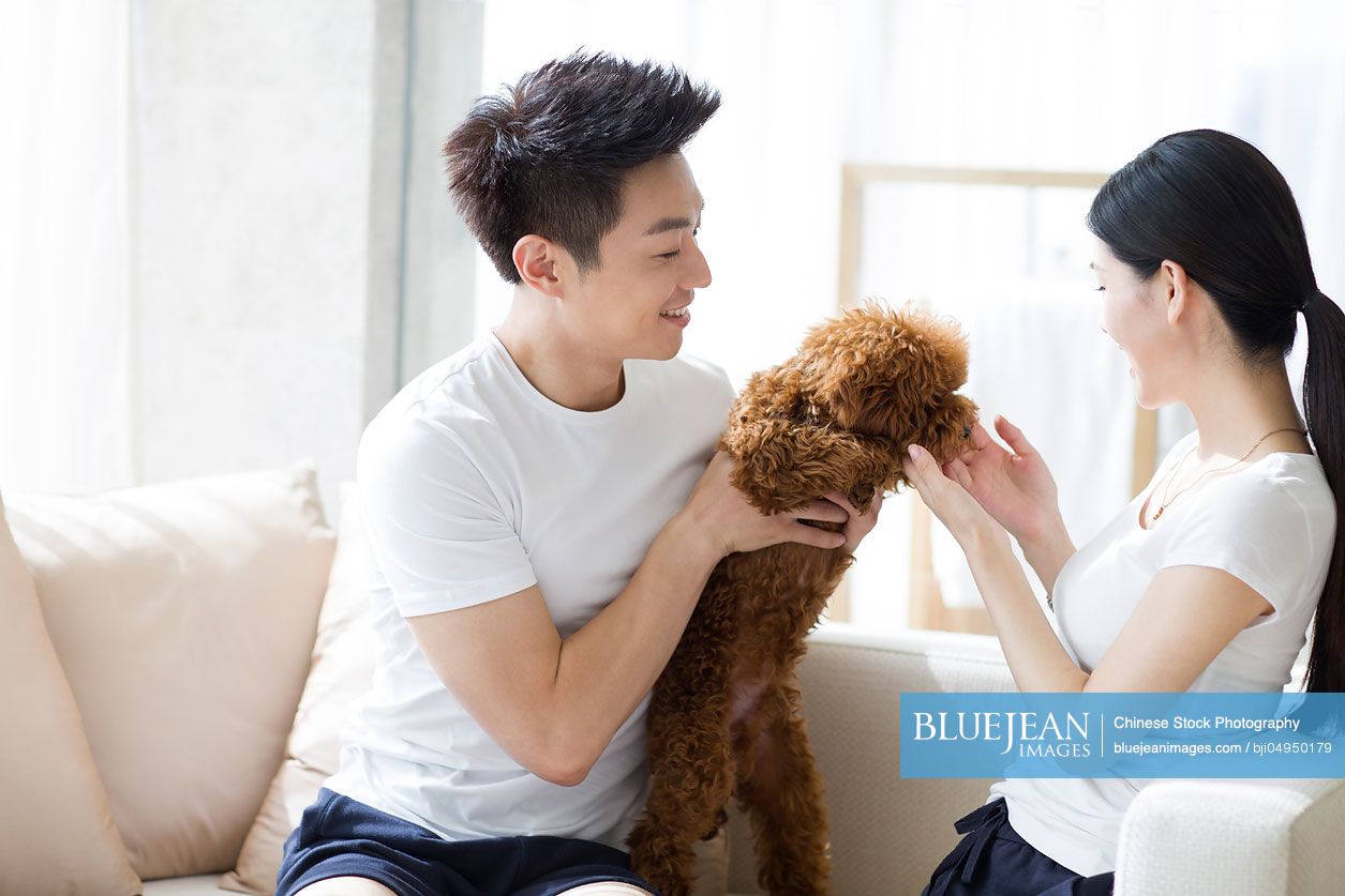 Young Chinese couple playing with a pet poodle at home-High-res stock ...