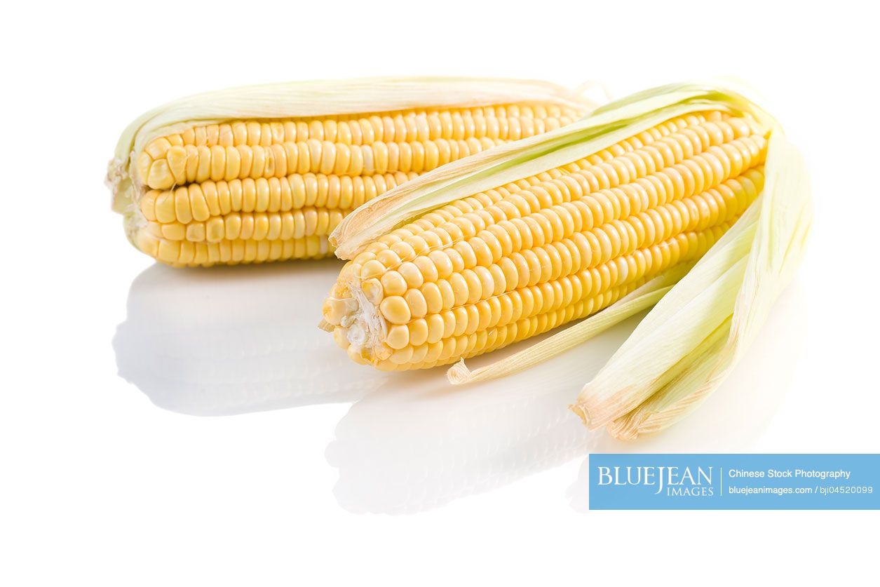 Corn cobs-High-res stock photo for download