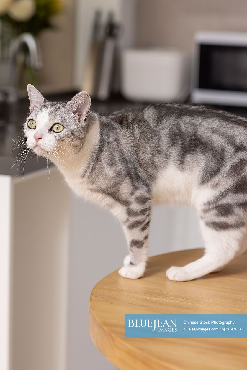 Cute Standing Cat