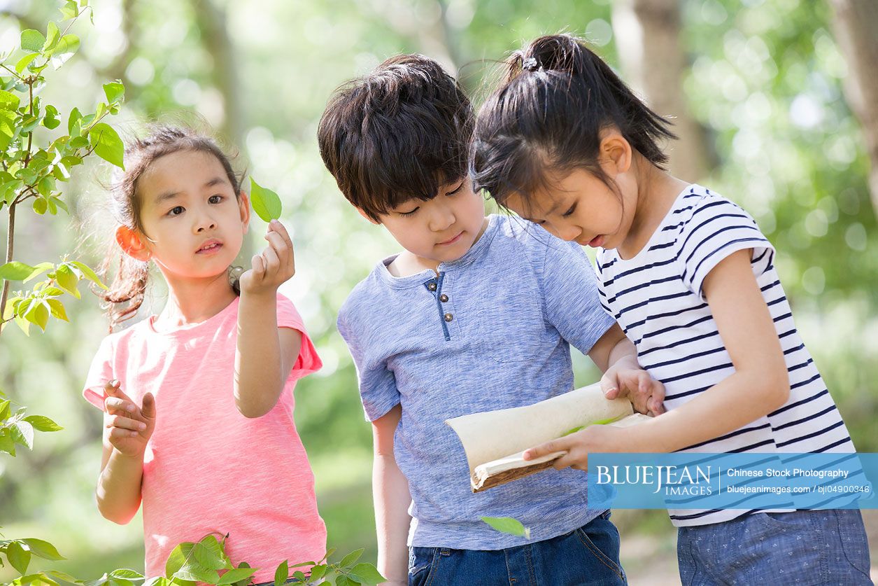 Happy Chinese children collecting sample of leaves in woods-High-res stock photo for download