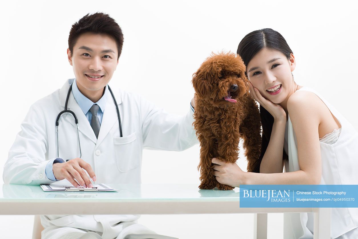 Chinese veterinarian examining a cute poodle-High-res stock photo for ...