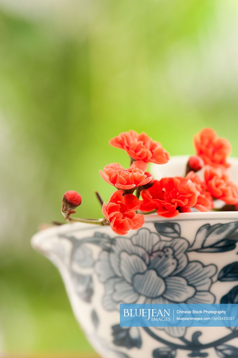 A cup of Chinese tea with decorative wintersweet flower-High-res stock ...