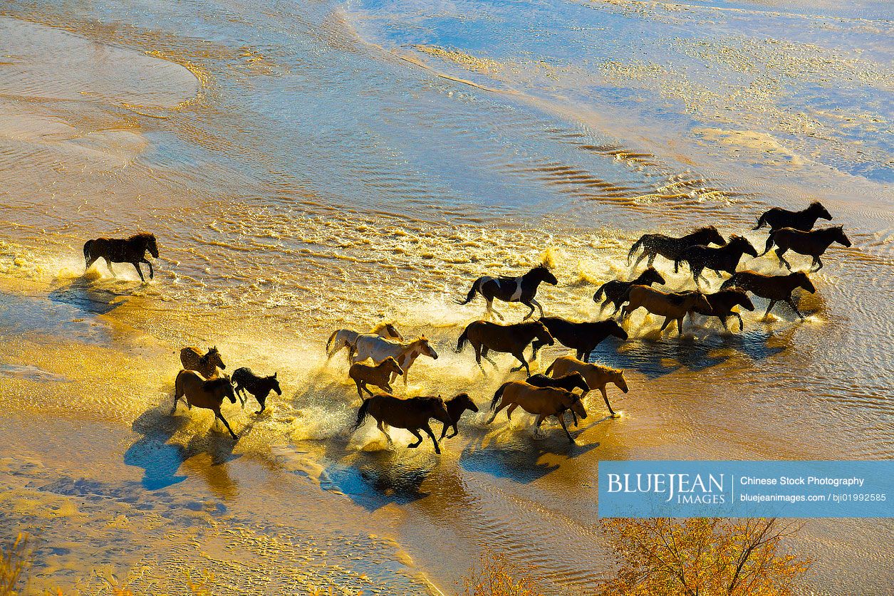 Horses running in water-High-res stock photo for download