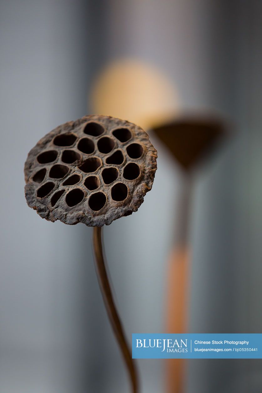 Close up of lotus pod-High-res stock photo for download