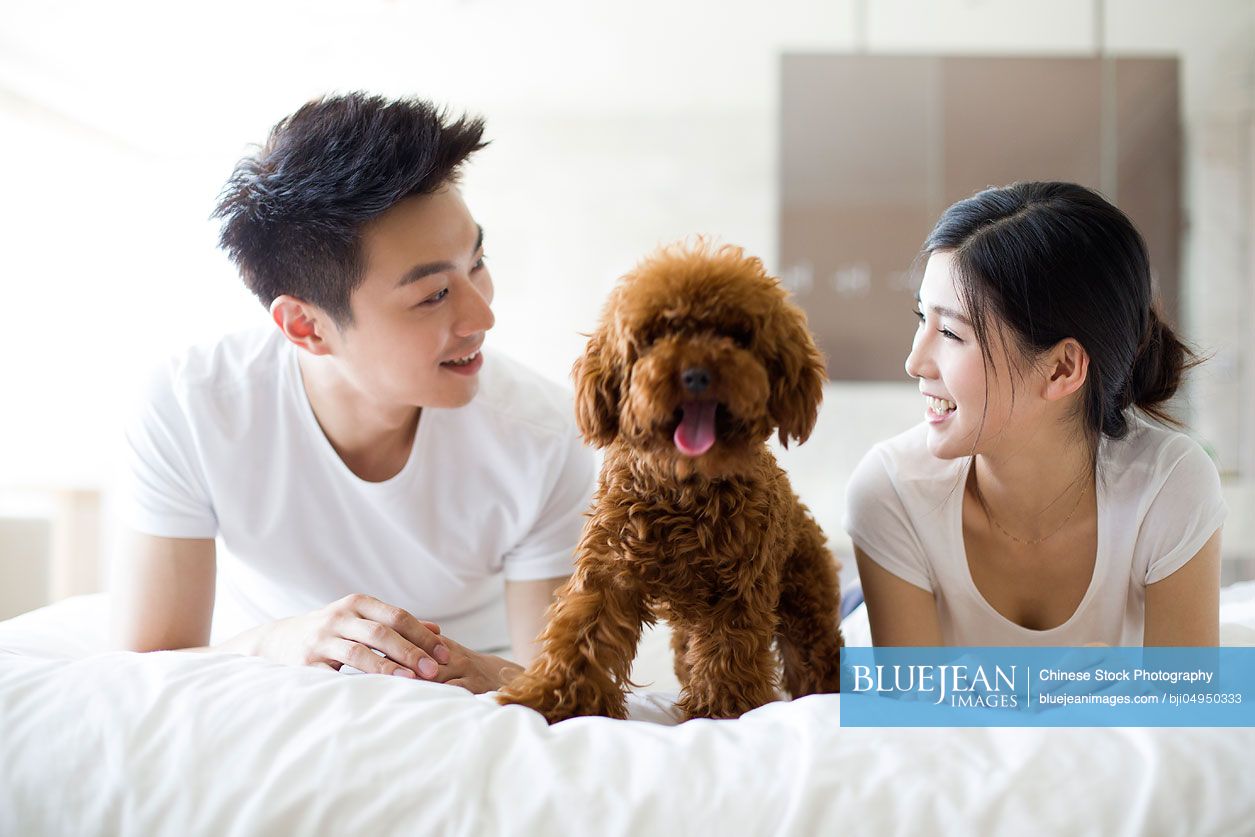 Young Chinese couple playing with a pet poodle at home-High-res stock ...