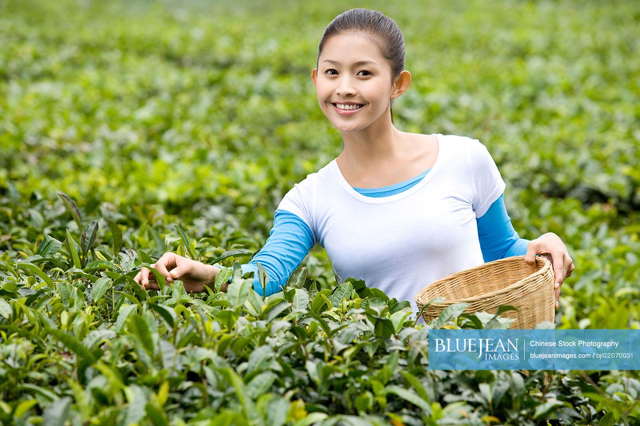 Young Chinese woman picking tea-High-res stock photo for download