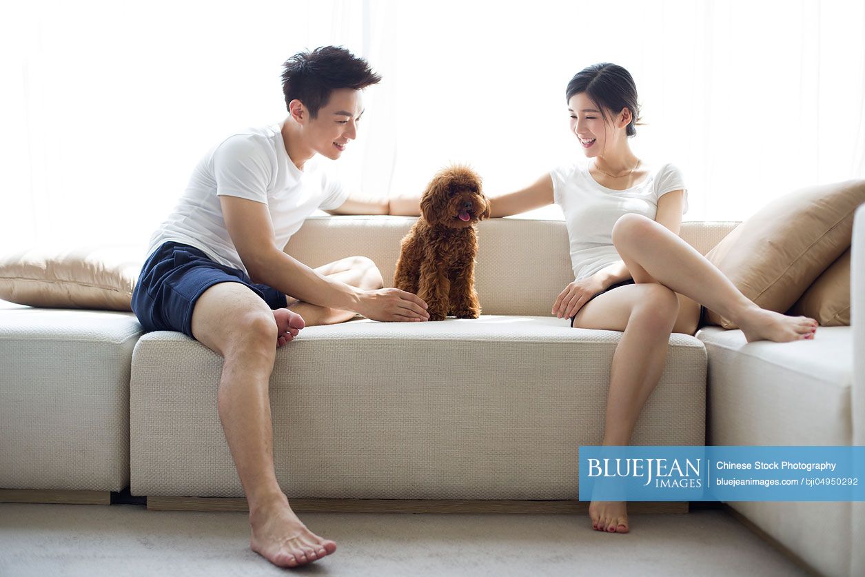 Young Chinese couple playing with a pet poodle at home-High-res stock ...