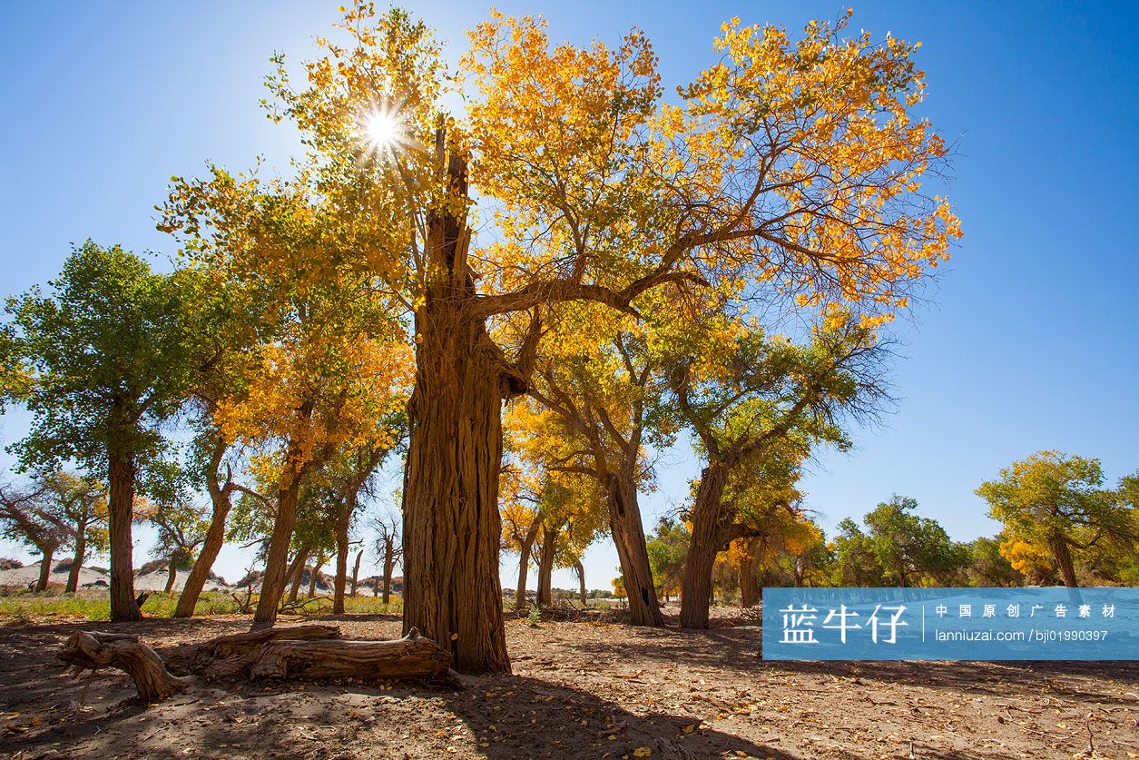 内蒙古树林景色-蓝牛仔影像-中国原创广告影像素材